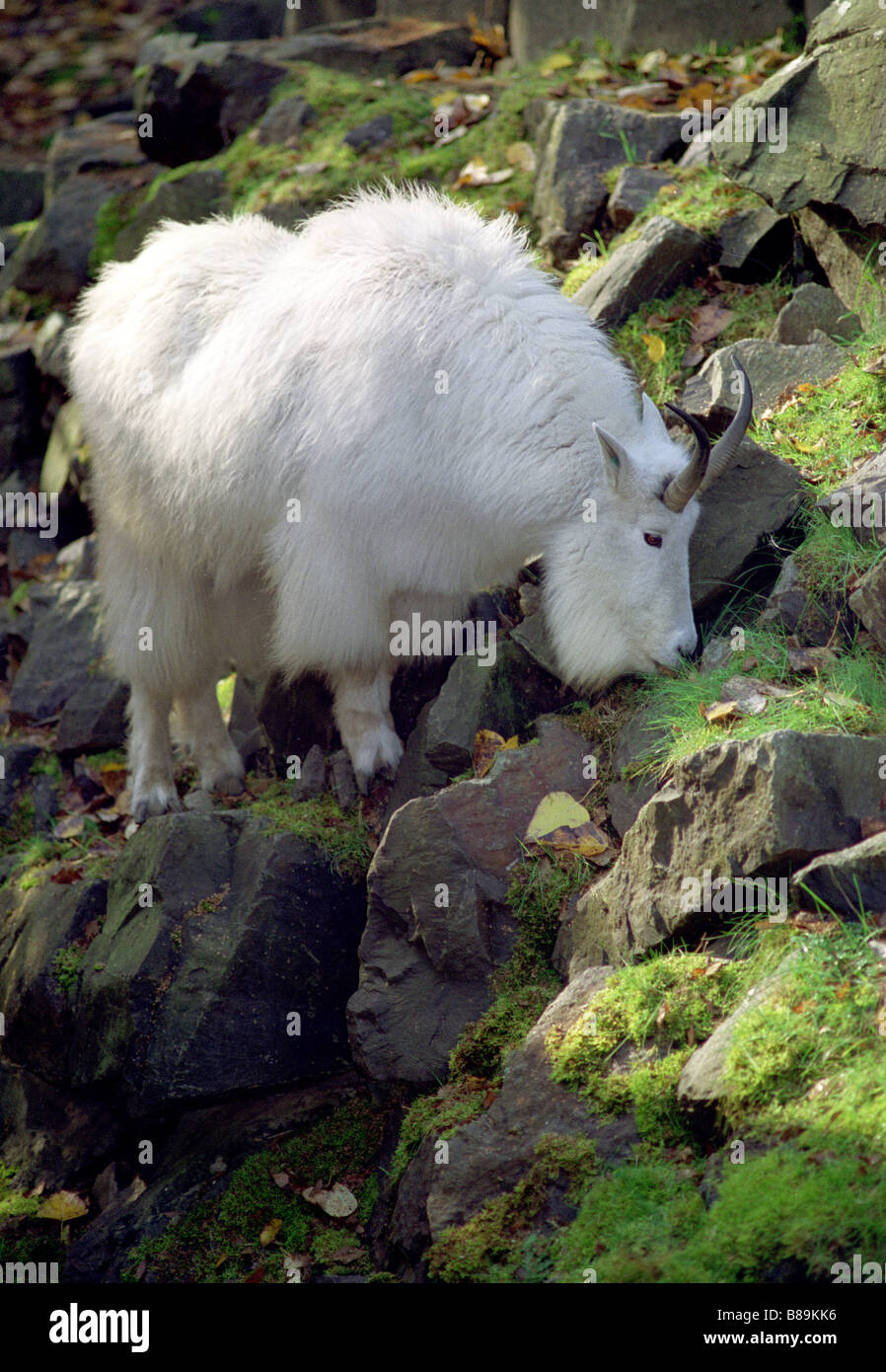 A Mountain Goat Grazes the Mountainside perched atop large rocks Stock ...