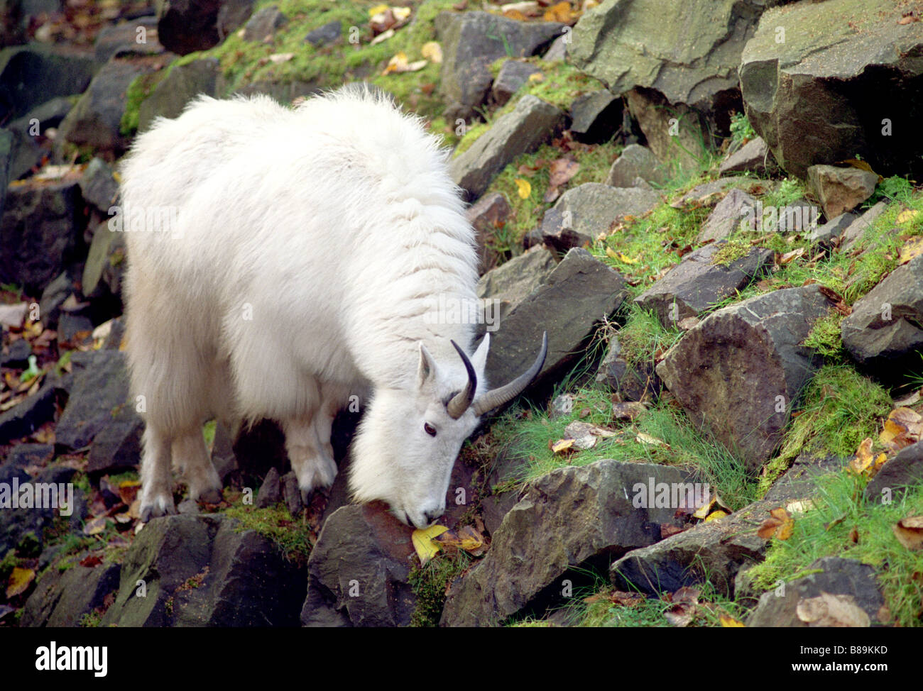 A Mountain Goat Grazes the Mountainside perched atop large rocks Stock ...