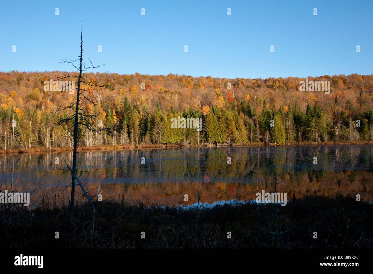 Tall trees line a lake in northern Vermont USA October 7 2008 Stock ...