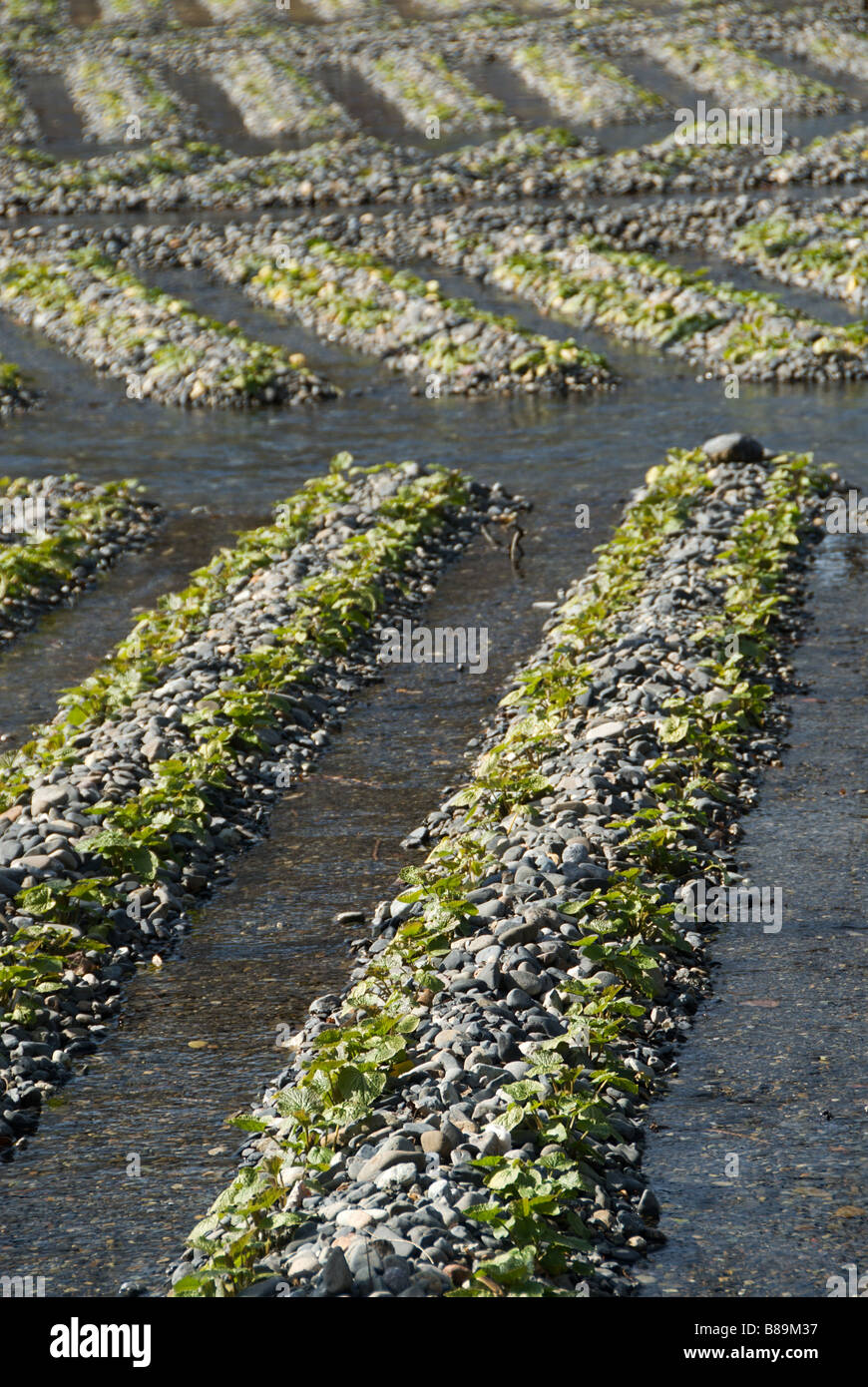 Rows of wasabi plants growing in rocks in flowing water, Daio Wasbi ...