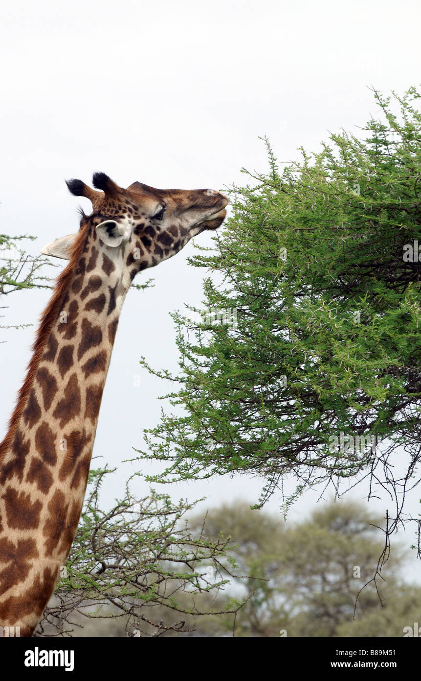 Giraffe African mammal the tallest of all land living animal species ...
