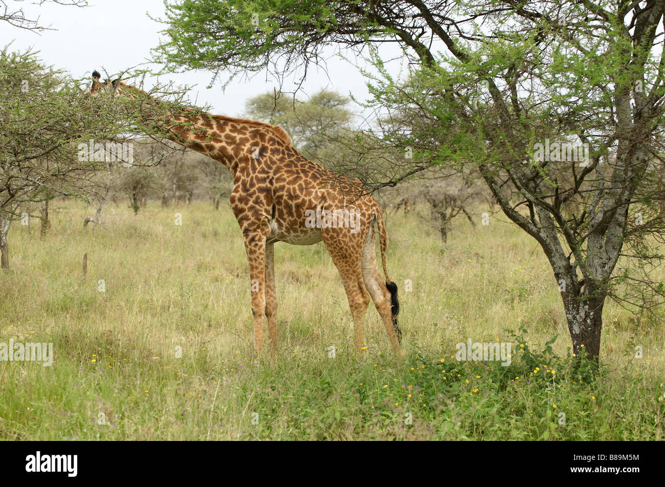 Giraffe African mammal the tallest of all land living animal species ...