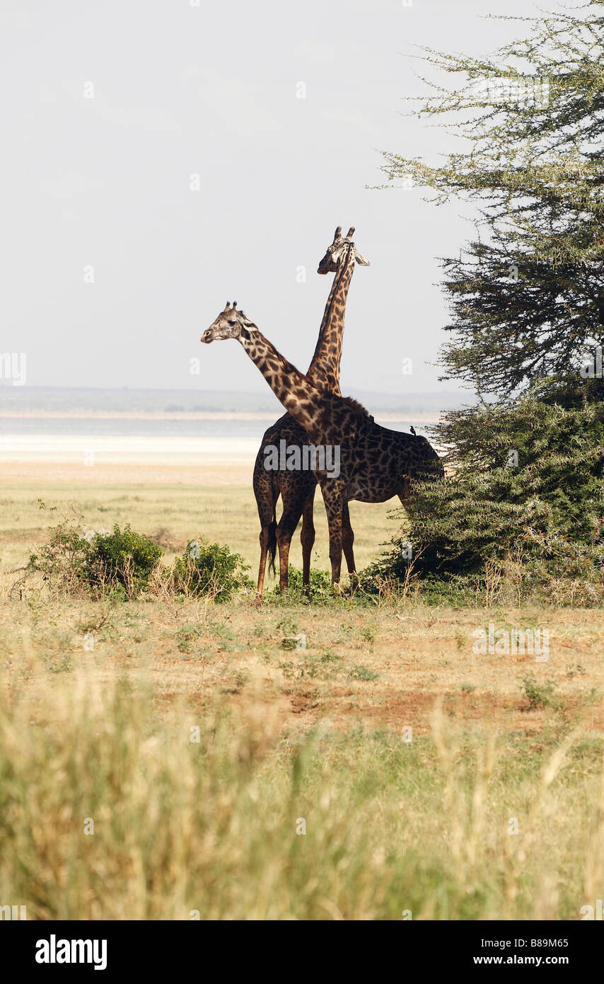 Giraffe African mammal the tallest of all land living animal species ...