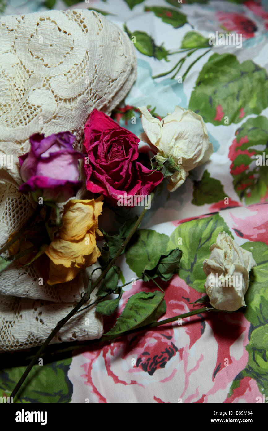 Cabbage rose hi-res stock photography and images - Alamy