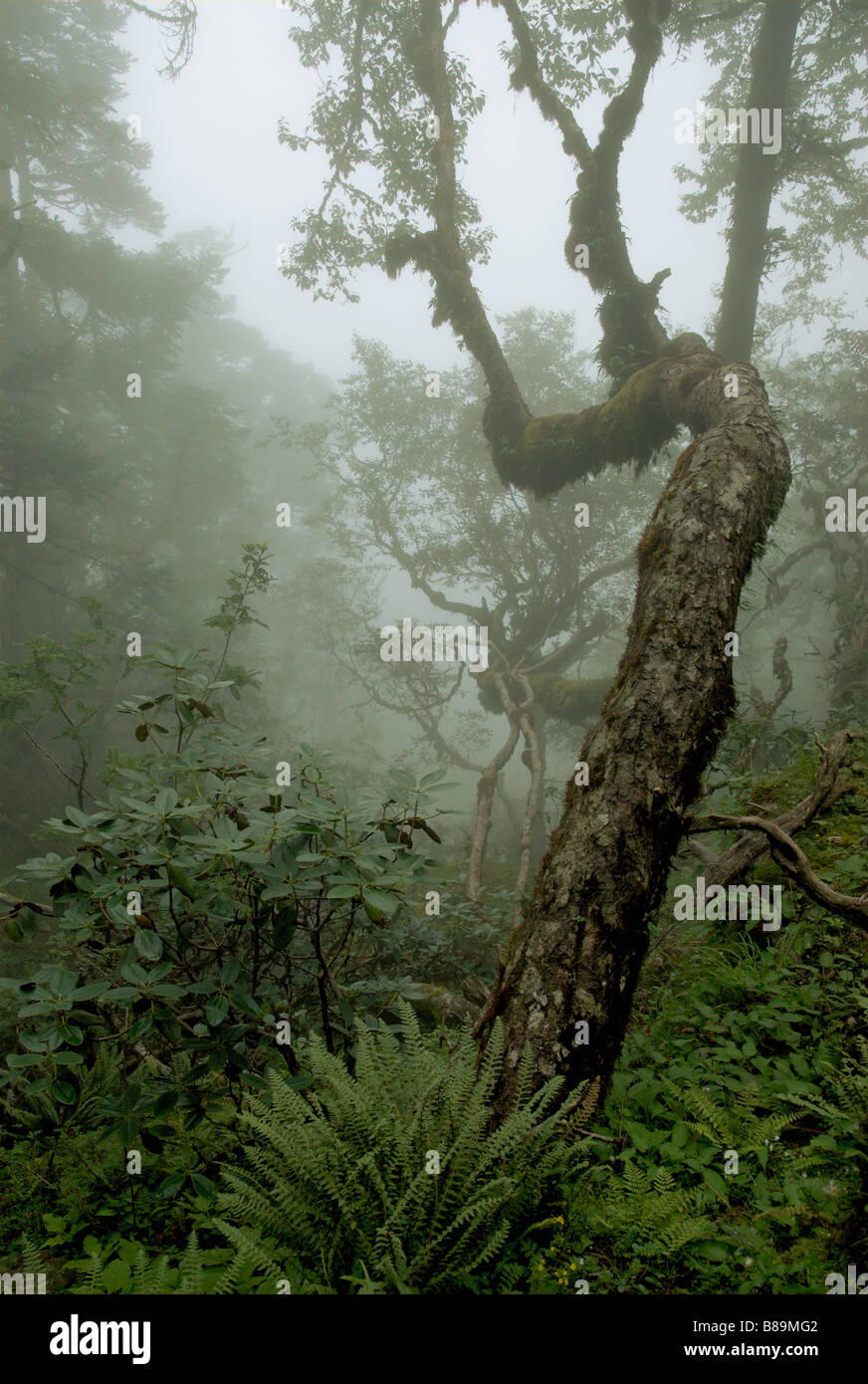 Monsoon forest hi-res stock photography and images - Alamy