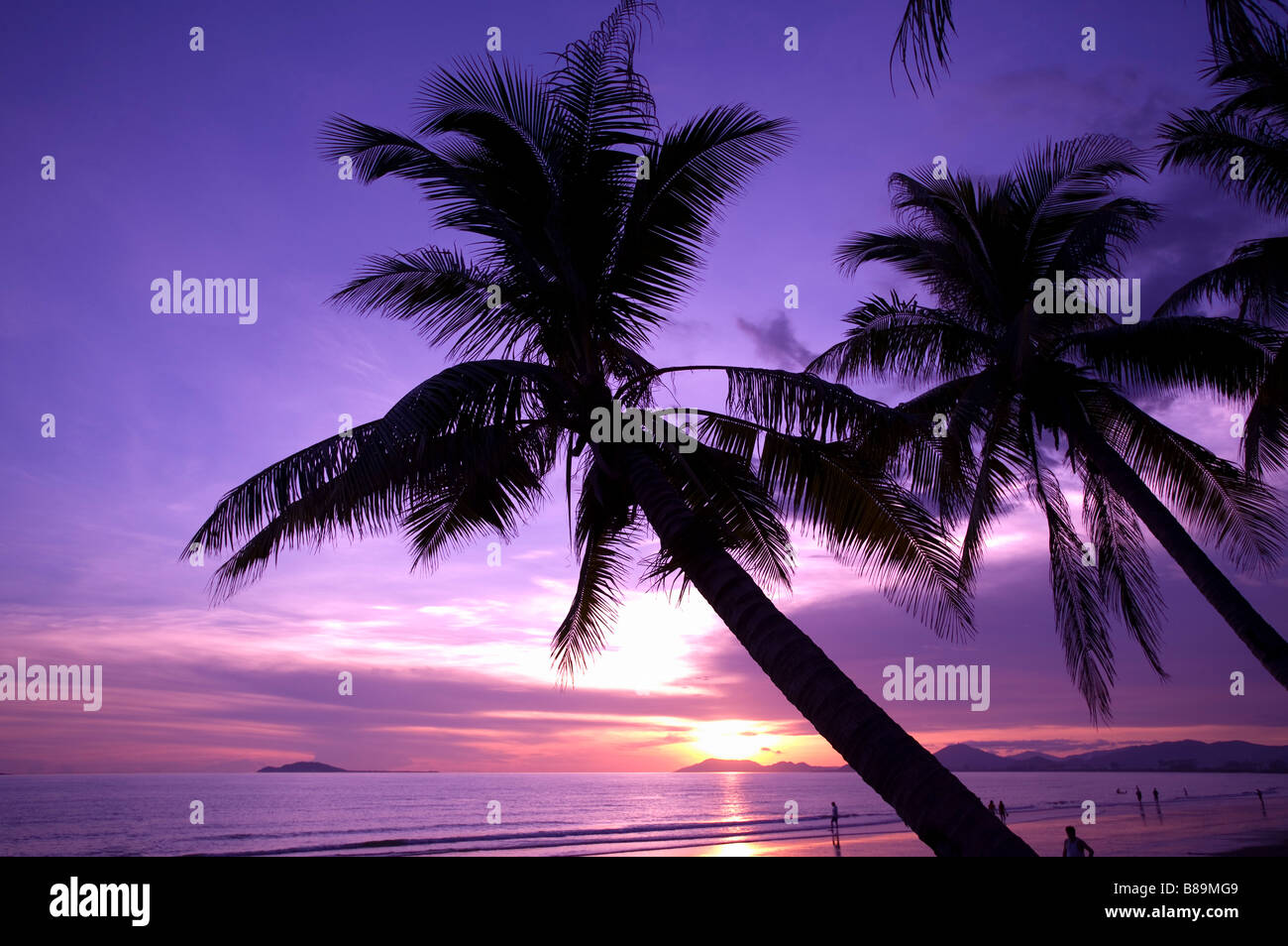 Scene of palm trees at the sunset Stock Photo - Alamy