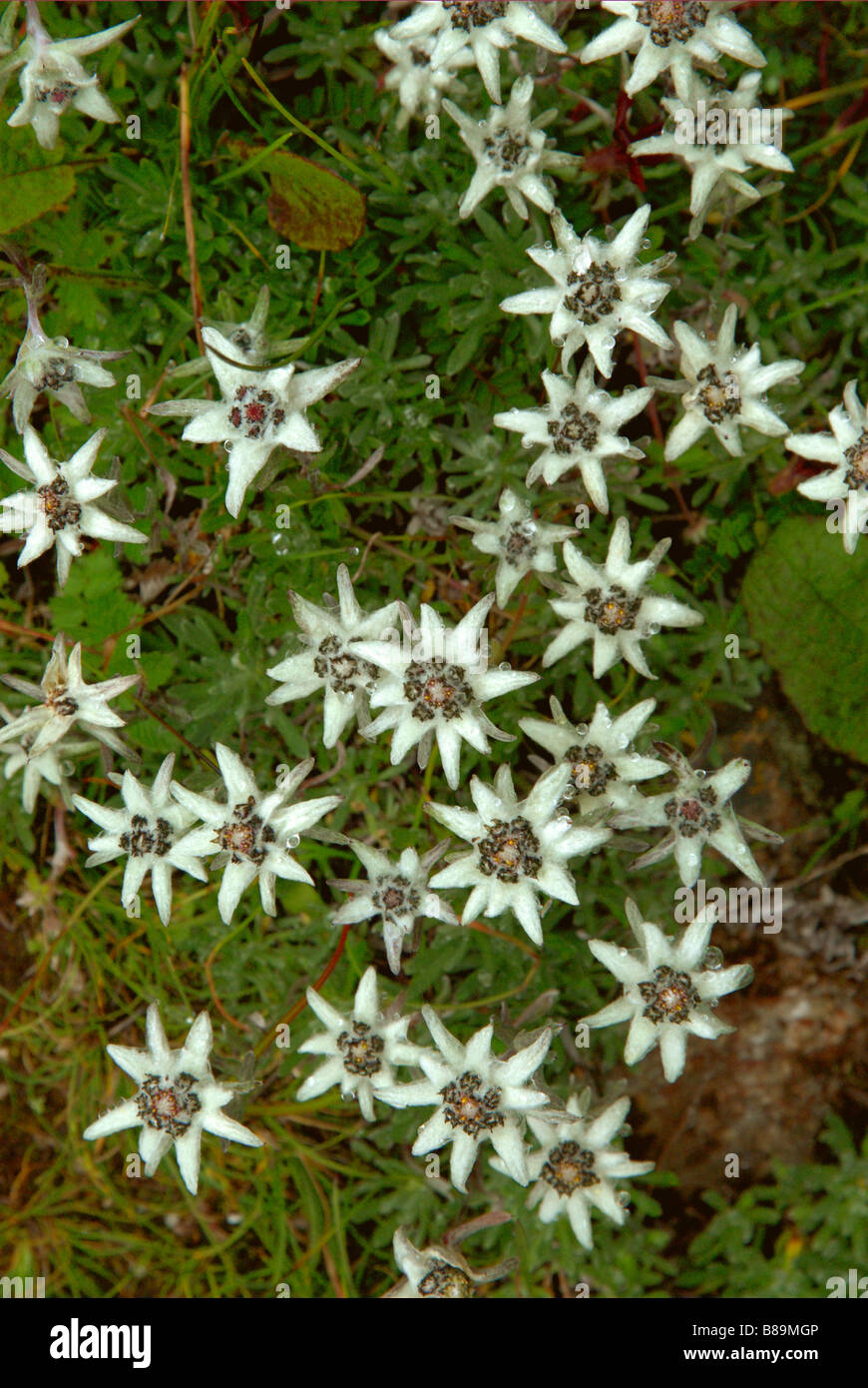 Leontopodium jacotianum (Himalayan Edelweiss) grows at about 4000 m in ...