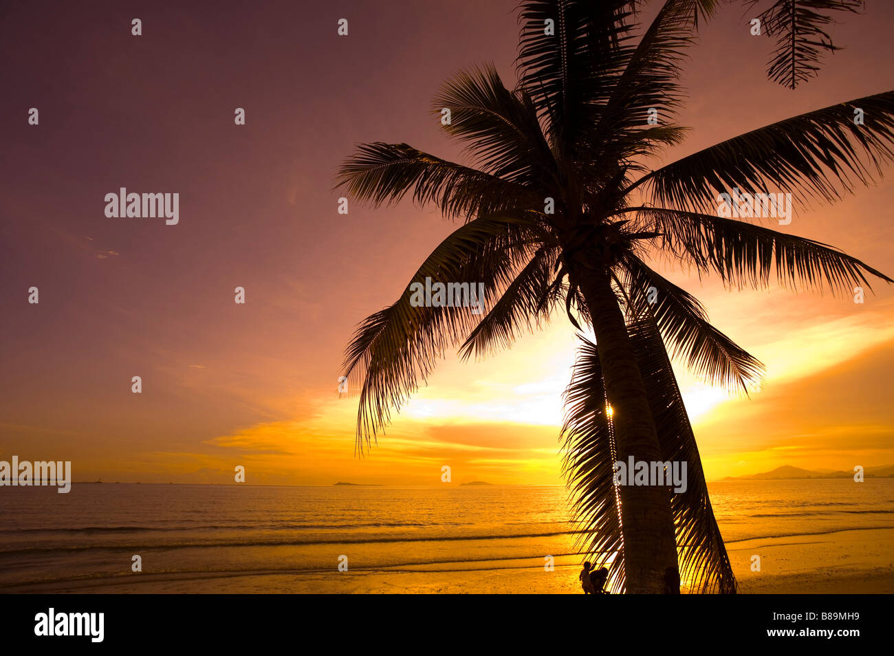 Scene of palm tree Sanya City Hainan Province China Stock Photo - Alamy