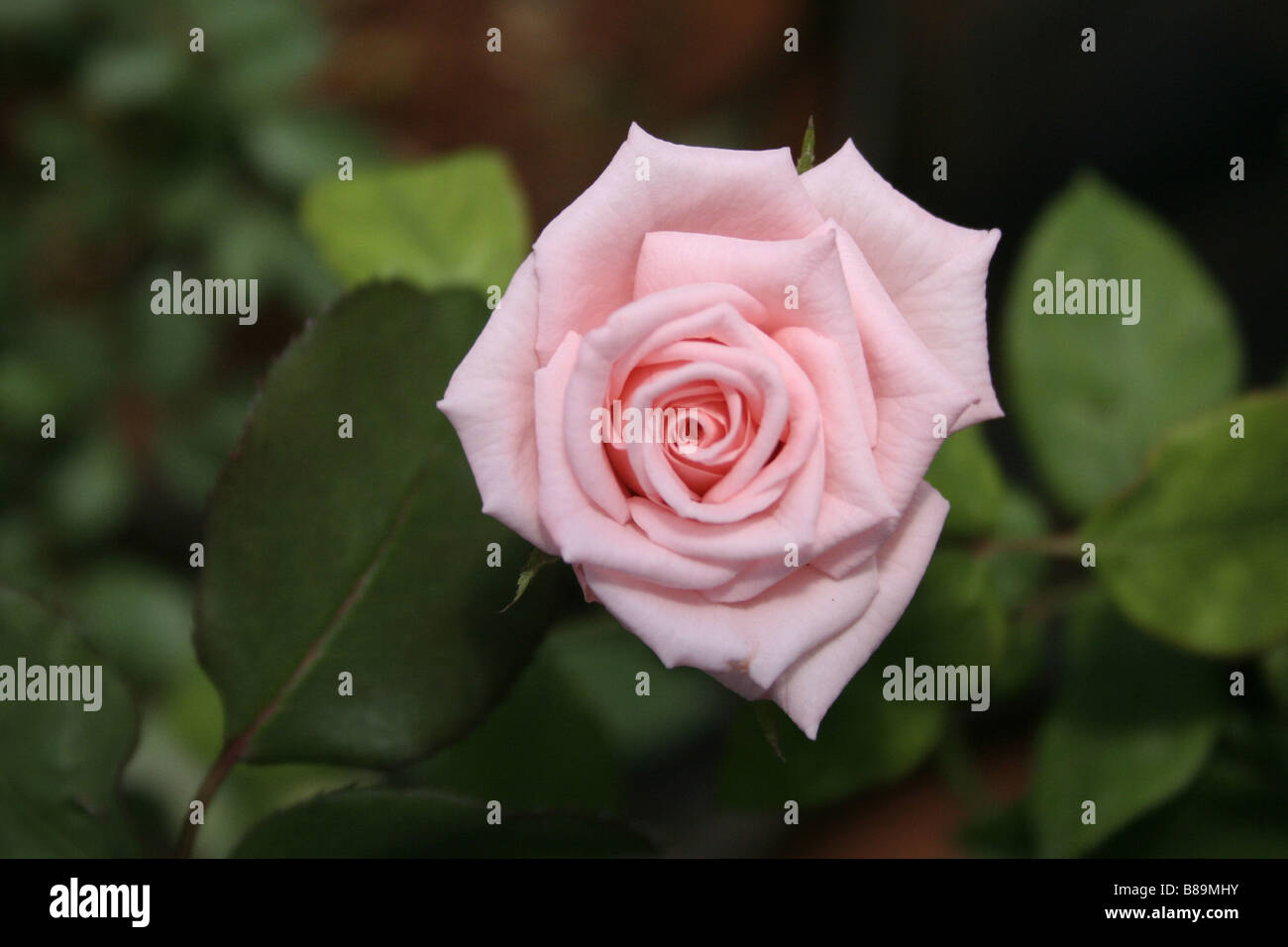 Pink beautiful flower Stock Photo - Alamy