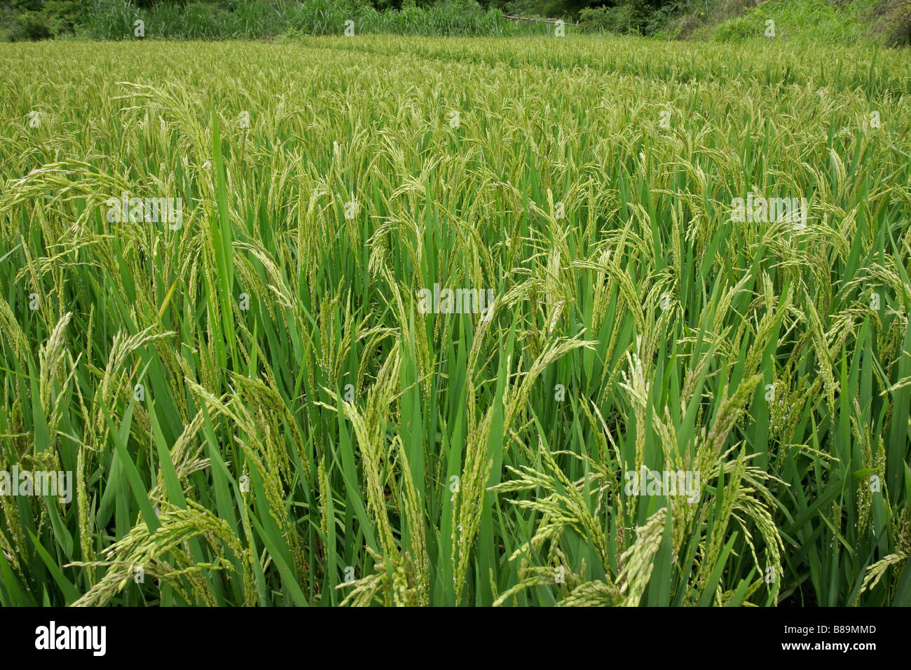 Close up of a rice field with mature rice plants, Yangshou, Guangxi ...