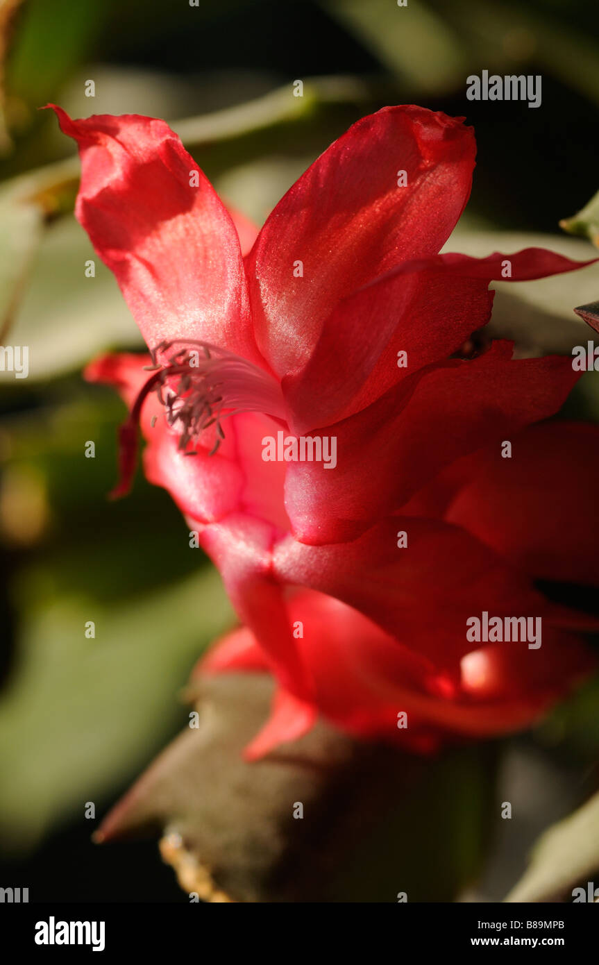 Schlumbergera red hi-res stock photography and images - Alamy