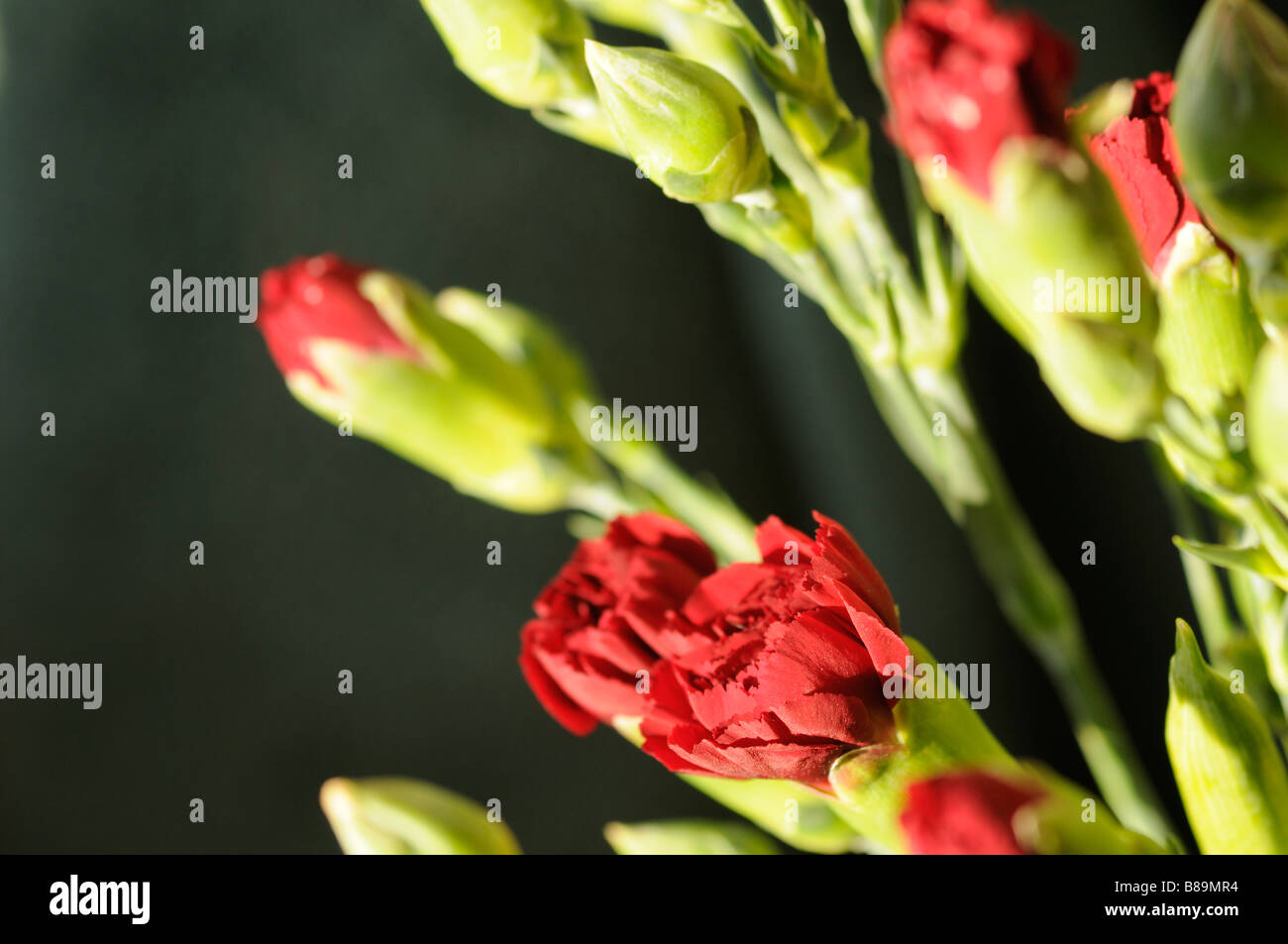Spray carnation hi-res stock photography and images - Alamy
