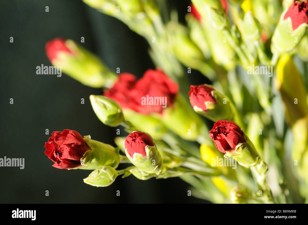 Spray carnation hi-res stock photography and images - Alamy