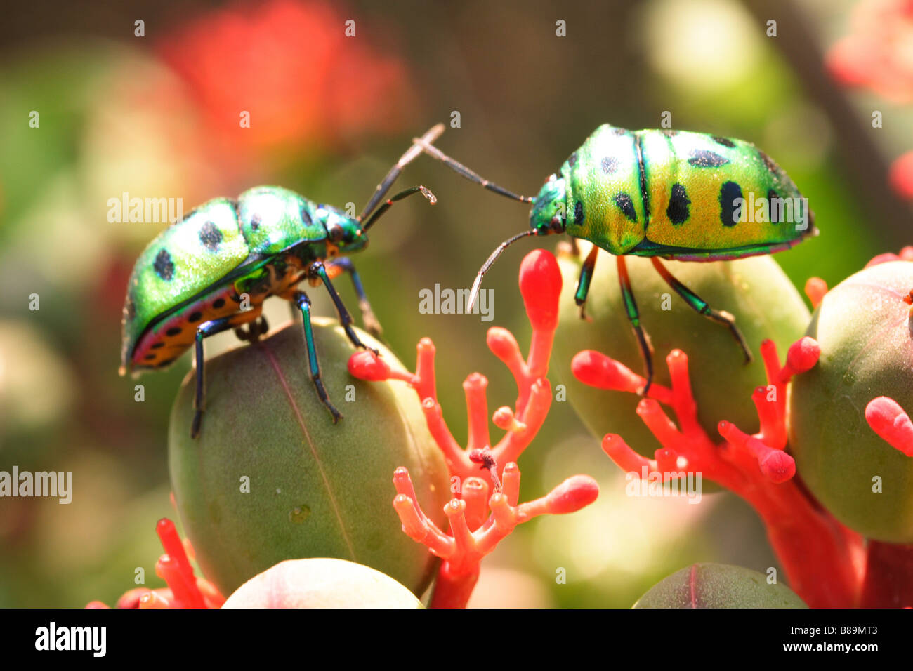 Tiny bugs hi-res stock photography and images - Alamy