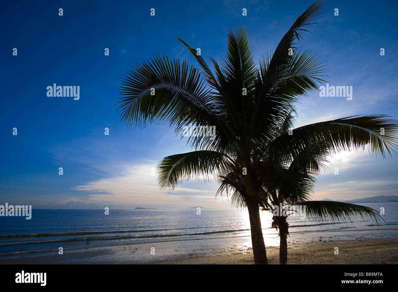 Scene of palm tree at the sunset Stock Photo - Alamy