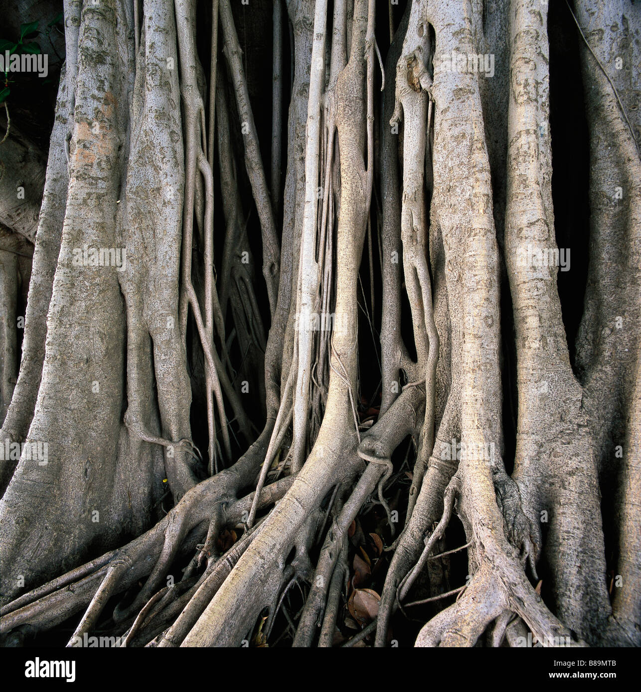 Banyan burma tree hi-res stock photography and images - Alamy