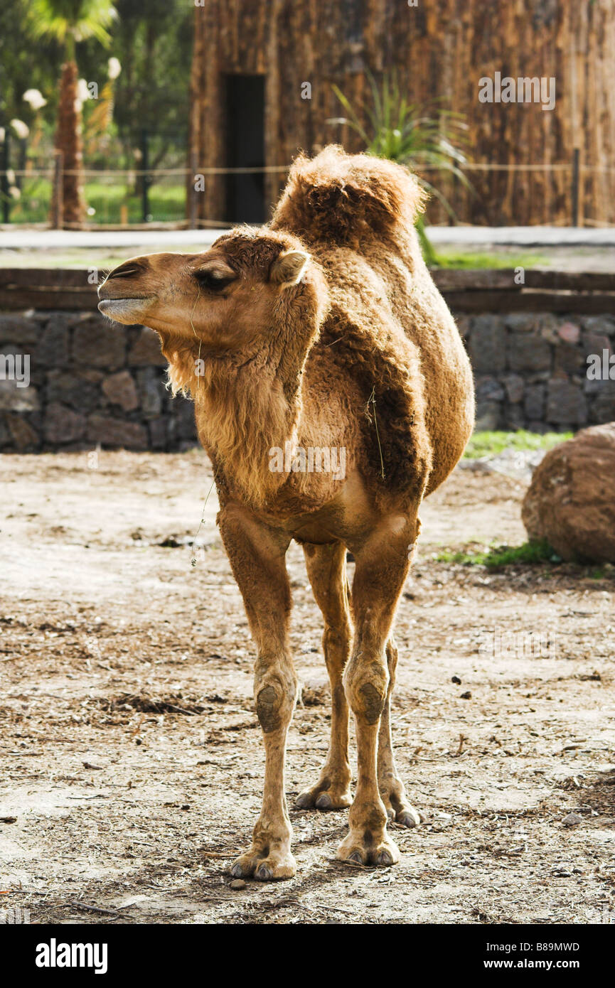 Camel full body hi-res stock photography and images - Alamy