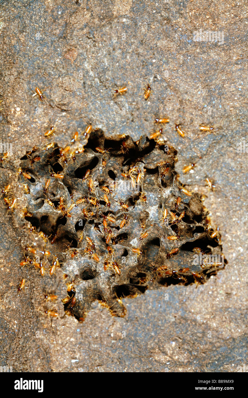 Nasute termites on a damaged termite nest Stock Photo - Alamy