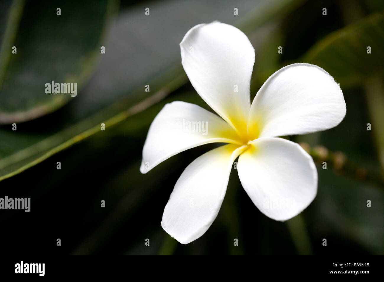High angle view frangipani flower hi-res stock photography and images ...