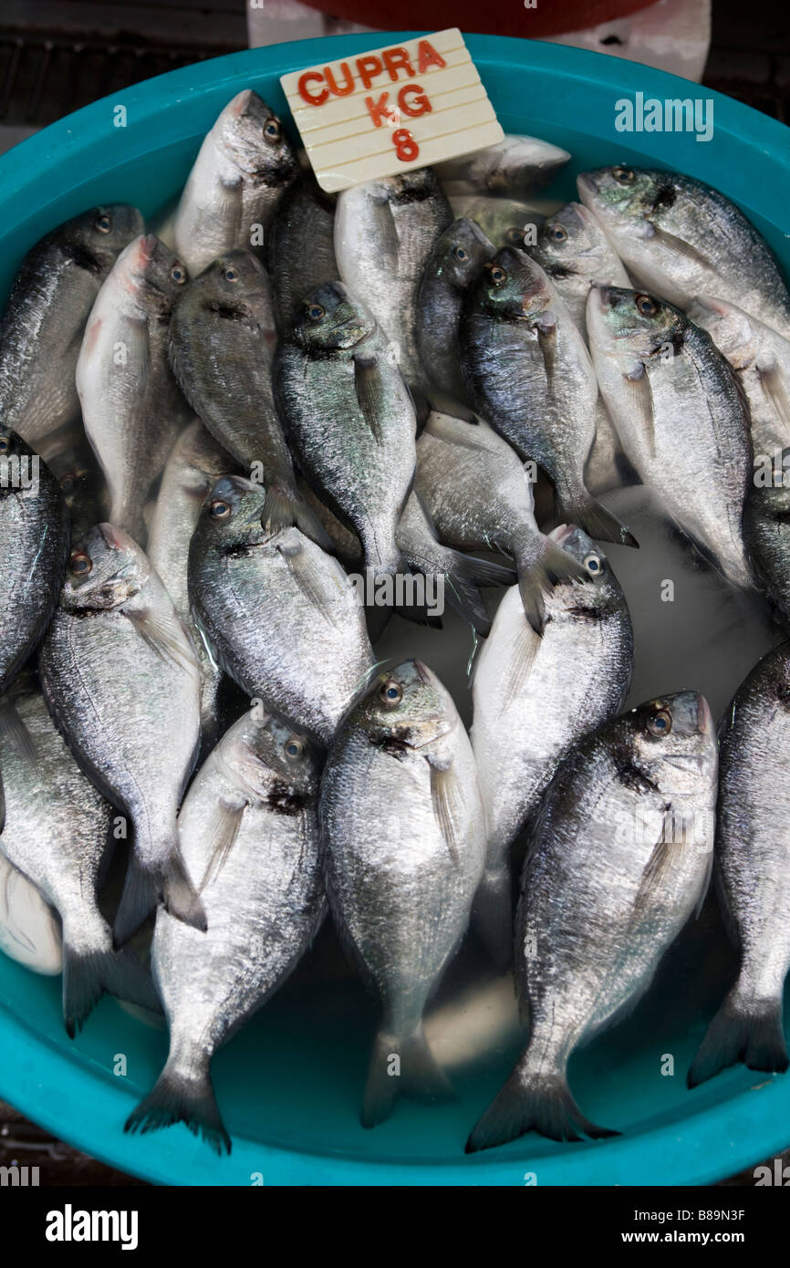 Cupra hi-res stock photography and images - Alamy