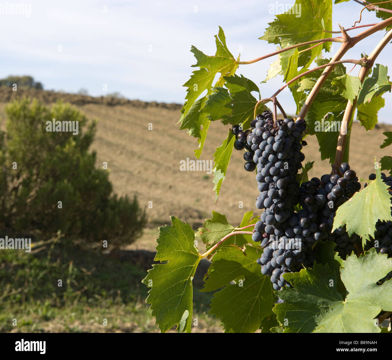 merlot grapes on the vine Stock Photo - Alamy