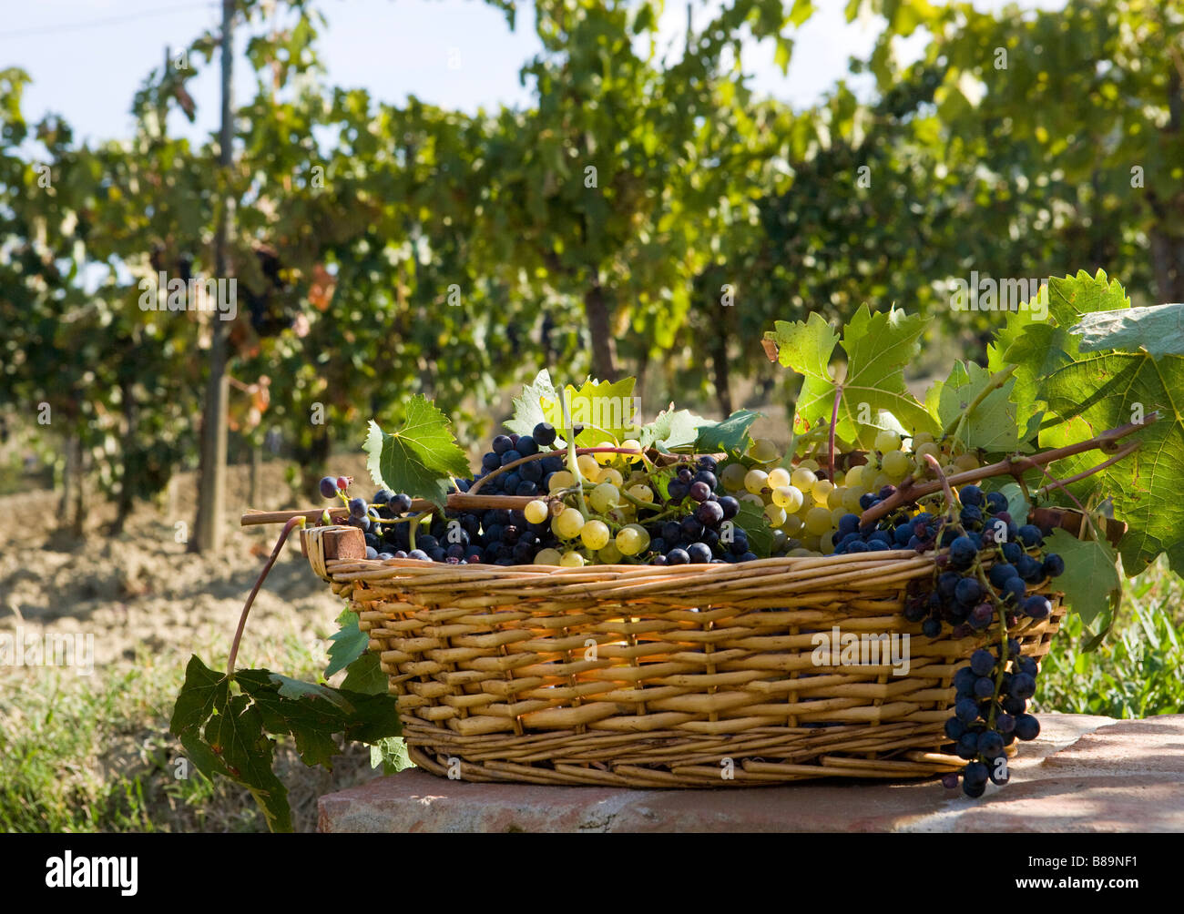 grapes in a basket Stock Photo - Alamy