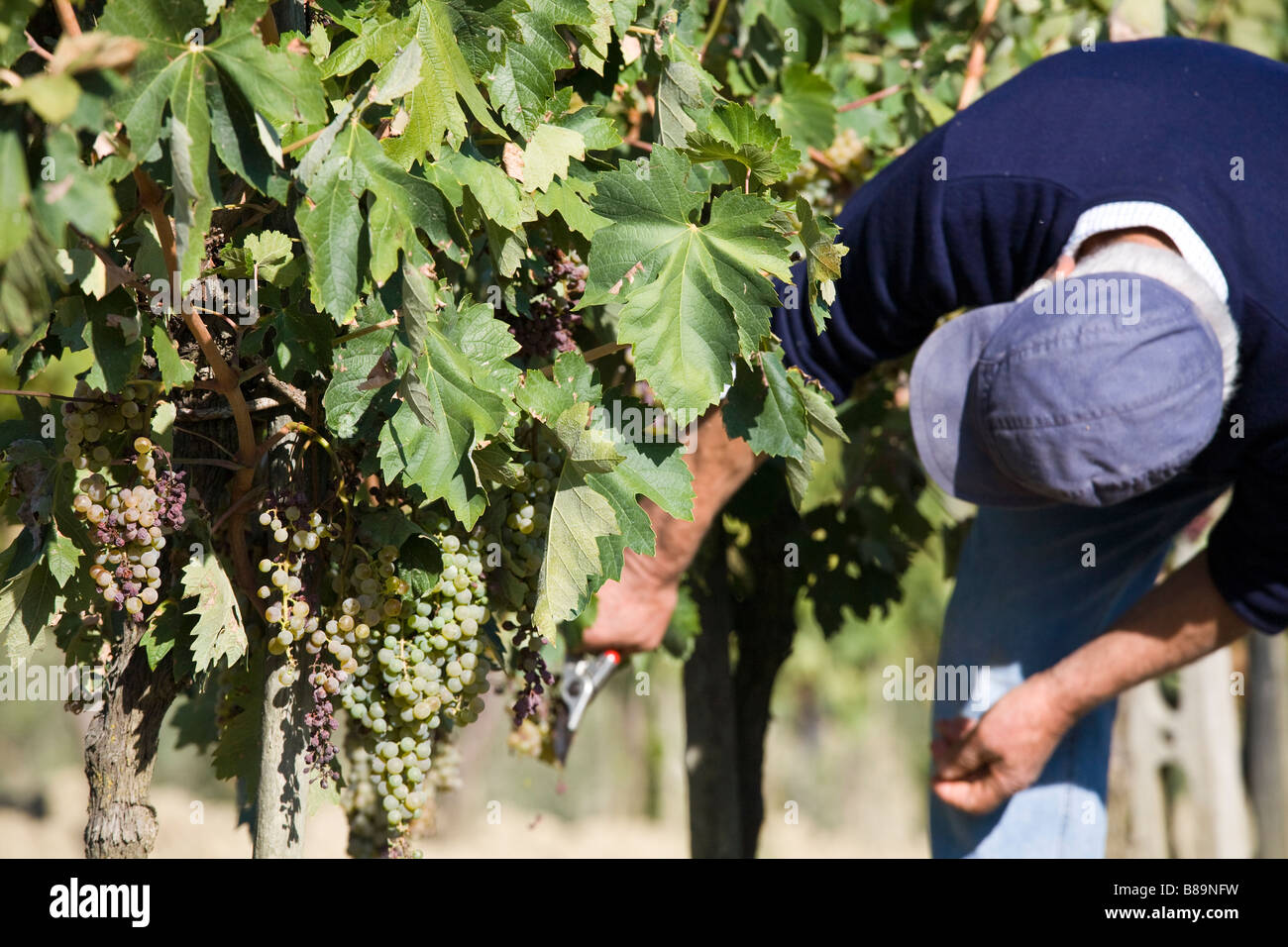 Harvester hands cutting grapes Stock Photo - Alamy