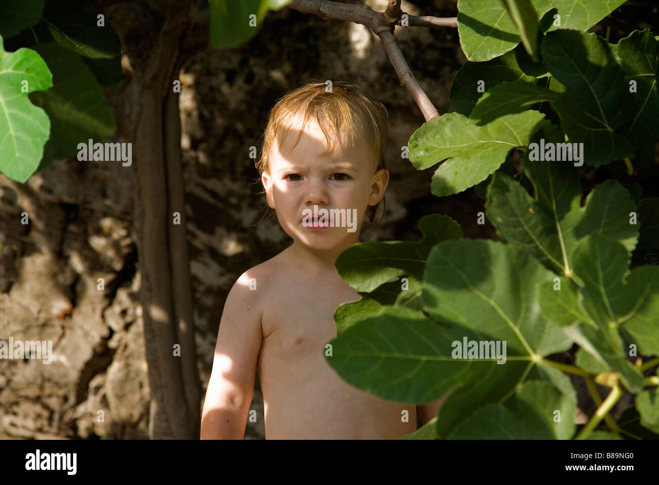 Fig tree shadow hi-res stock photography and images - Alamy