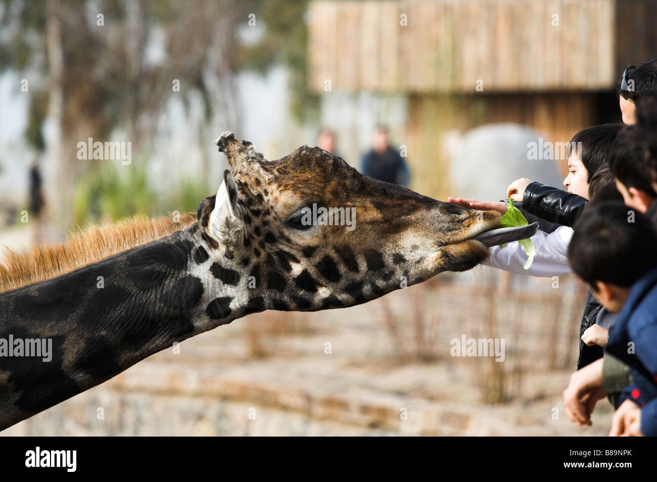 kids feeding giraffe in zoo Stock Photo - Alamy