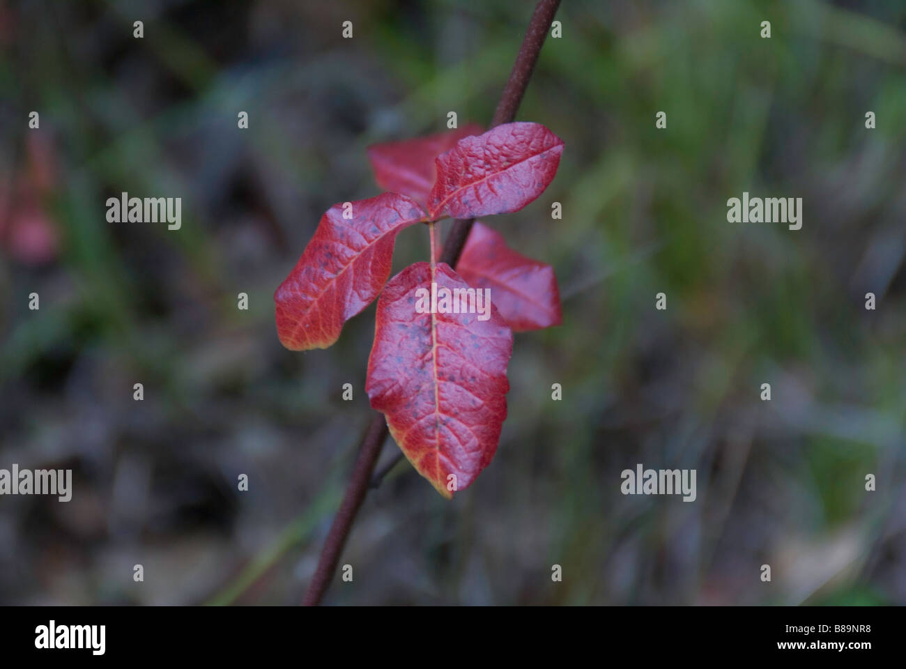 Shiny red poison oak Stock Photo - Alamy