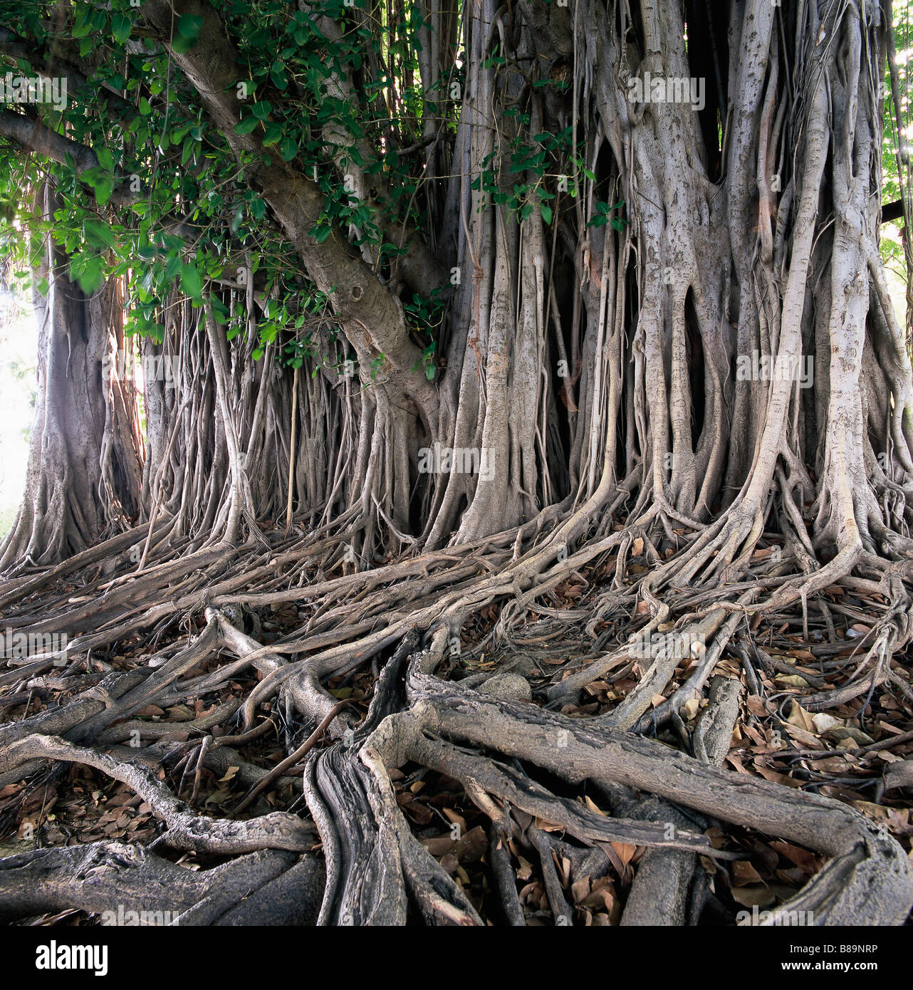 Banyan burma tree hi-res stock photography and images - Alamy
