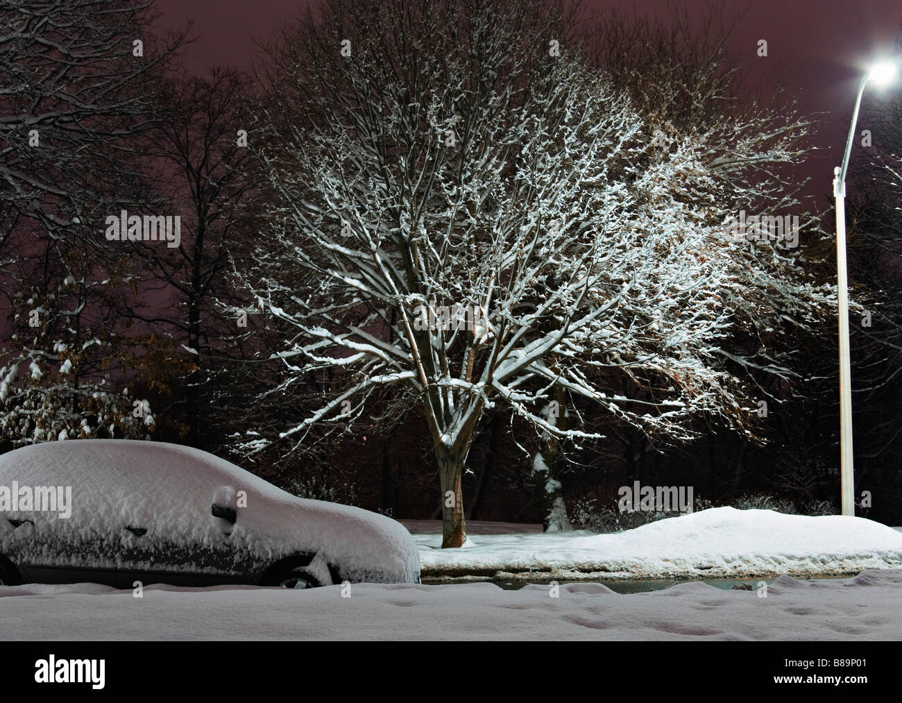 Trees streetlight hi-res stock photography and images - Alamy