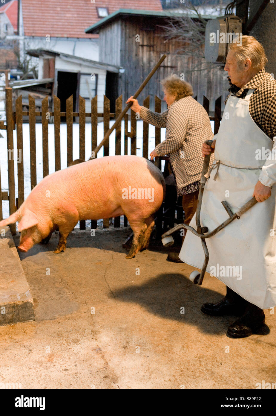 traditional pig sticking Czech Republic Stock Photo - Alamy