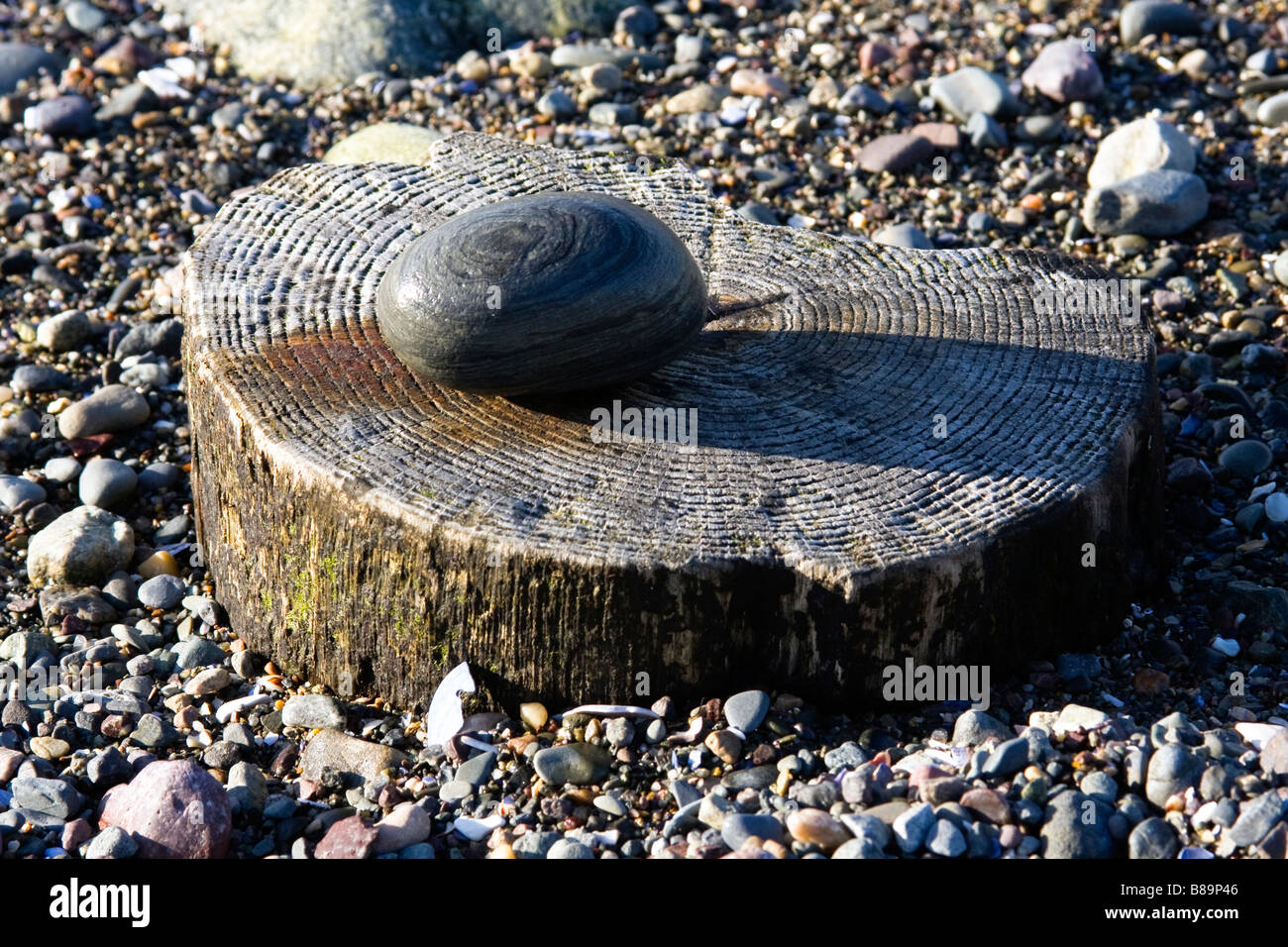 Tree Stump with growth rings with striated rock and shadow Stock Photo ...