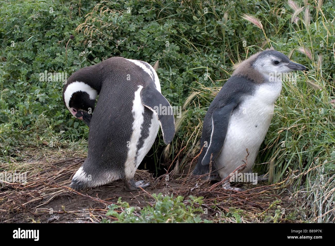 Magellanic Penguin Spheniscus Magellanicus Stock Photo - Alamy