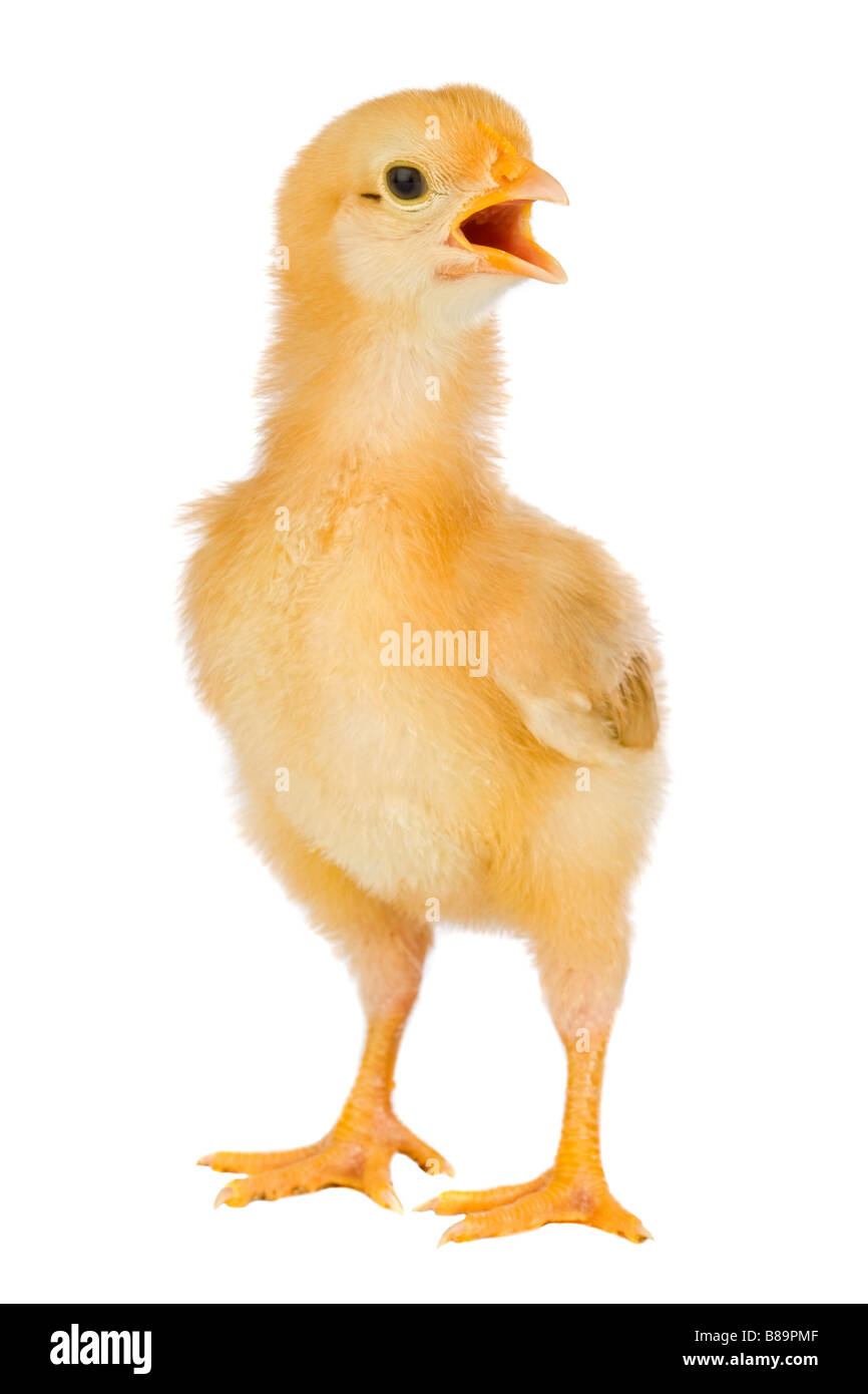 Yellow little chicken a over white background Stock Photo - Alamy