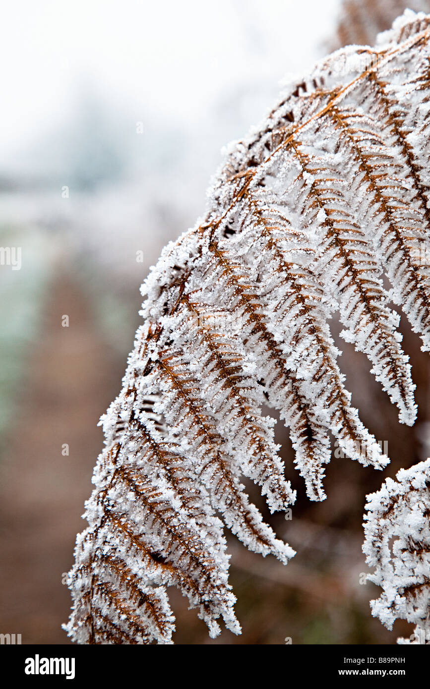 Frost in the uk hi-res stock photography and images - Alamy