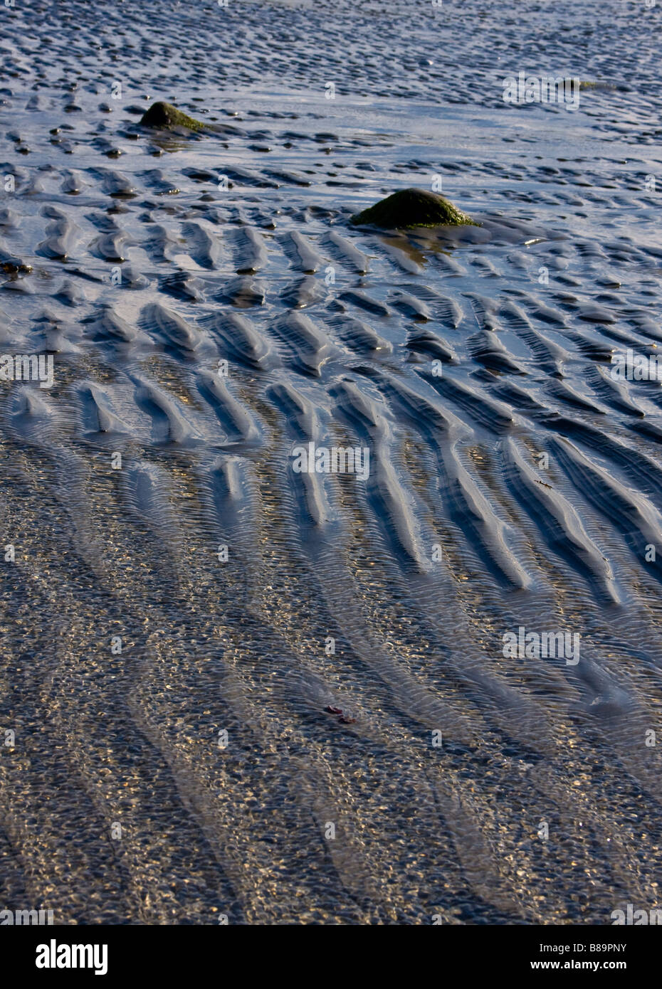 Abstract. Ocean waves cause sand to form in long rows seen during low ...