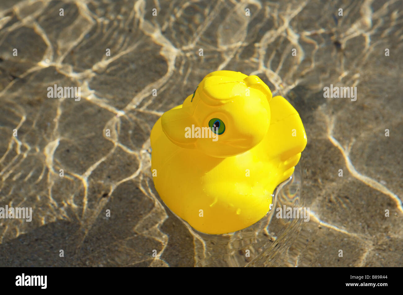 Duck of toy in the swimming pool Stock Photo - Alamy