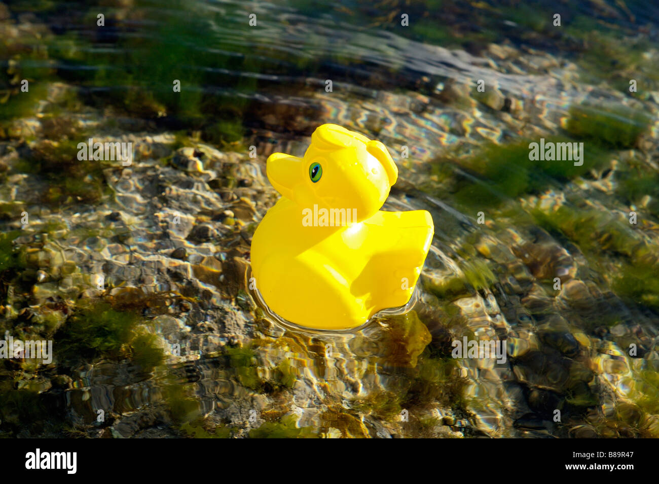 Plastic ducks in swimming pool hi-res stock photography and images - Alamy