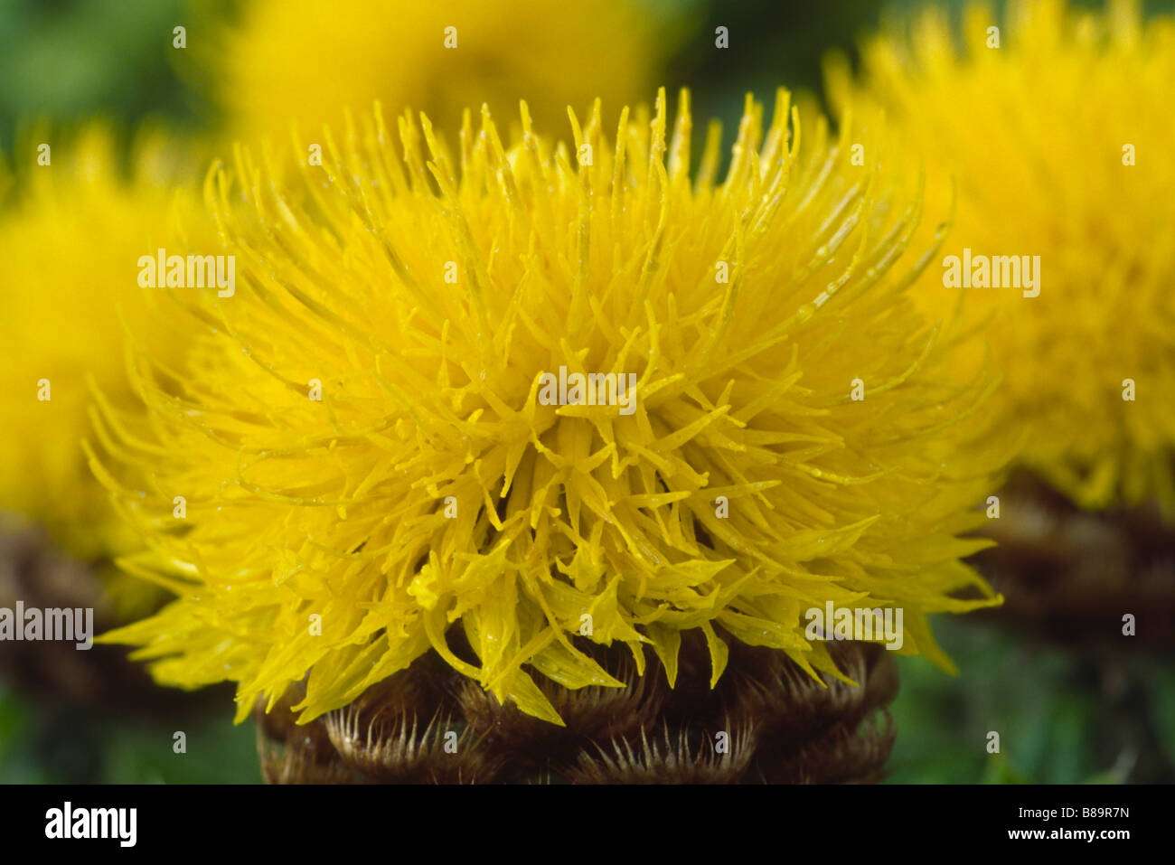 Centaurea macrocephala (Knapweed, Hardheads Stock Photo - Alamy