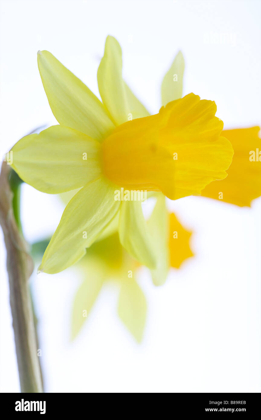 Flower close up Daffodil head white background two heads Stock Photo ...