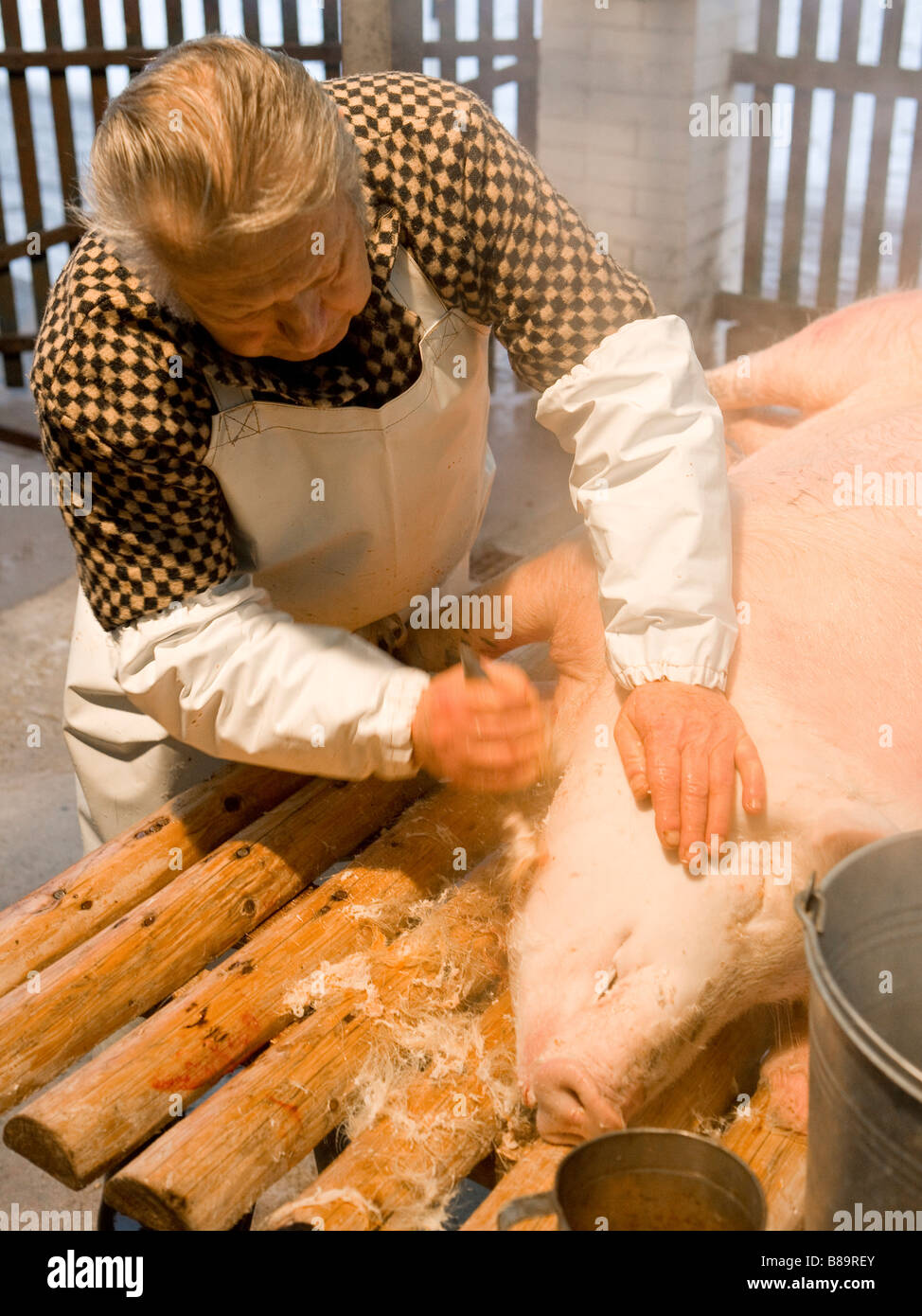 traditional pig sticking Czech Republic Stock Photo - Alamy