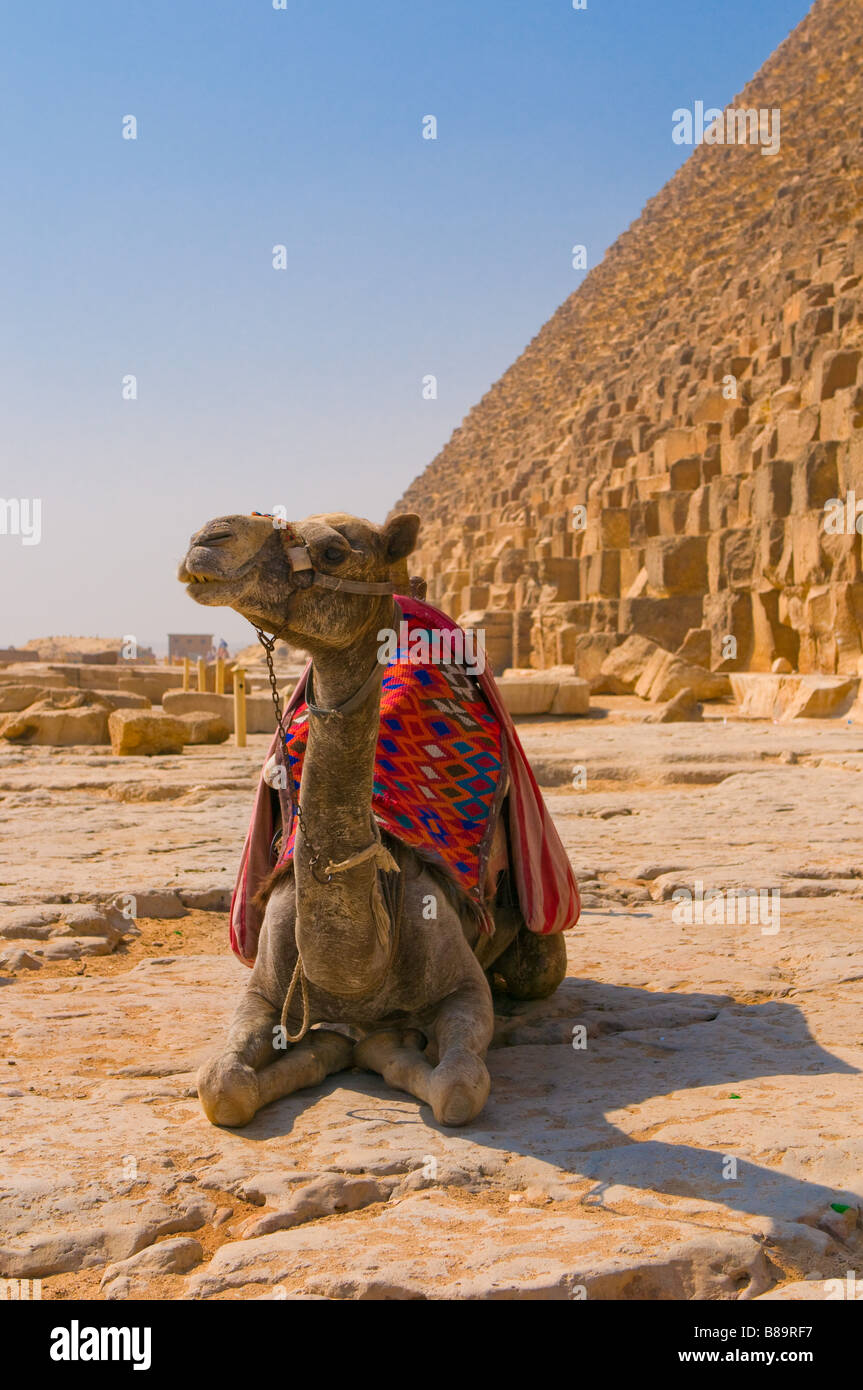 Camel shape hi-res stock photography and images - Alamy