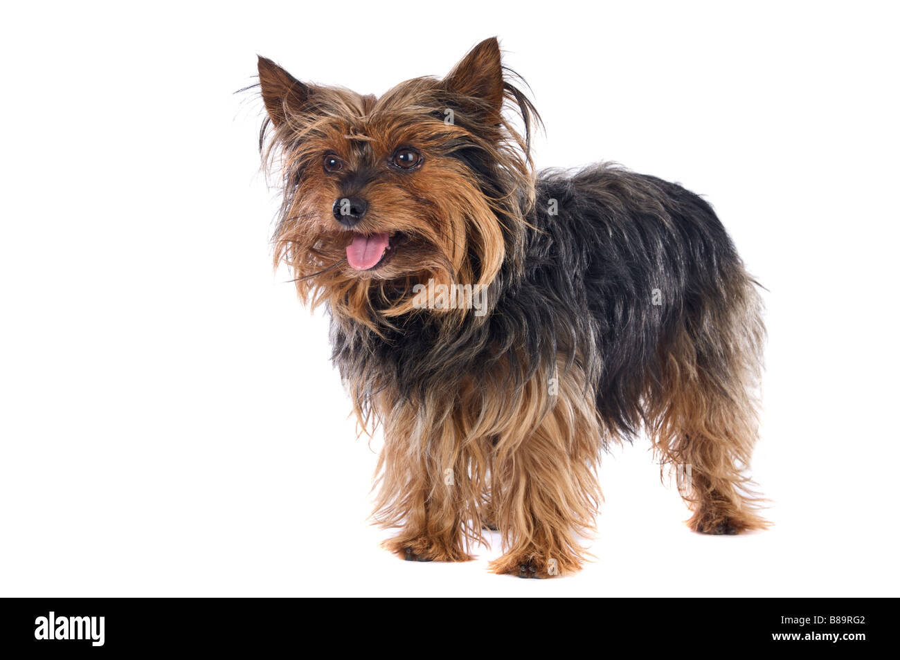 Adorable small dog a over white background Stock Photo - Alamy