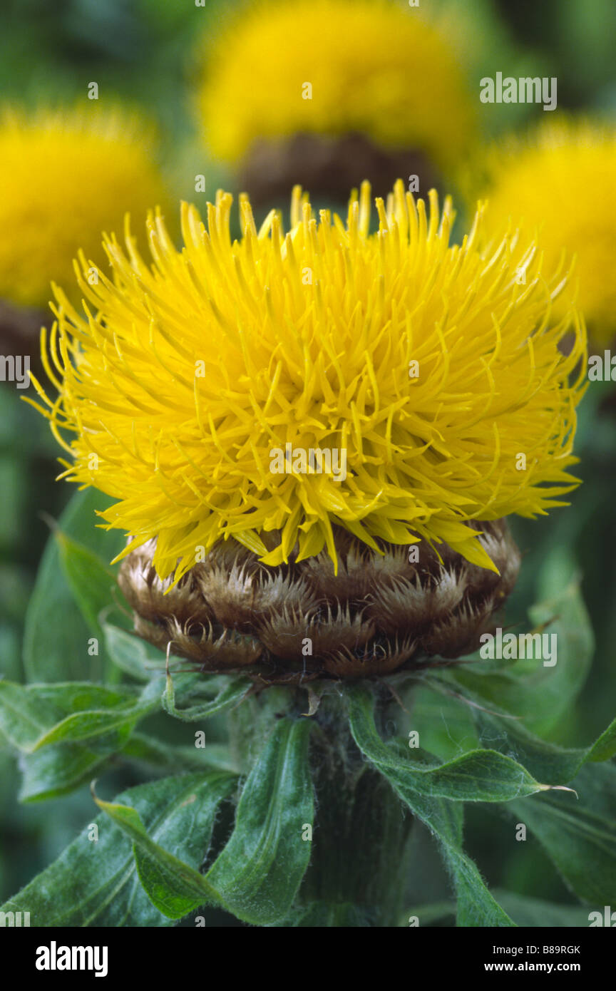 Centaurea macrocephala (Knapweed, Hardheads Stock Photo - Alamy
