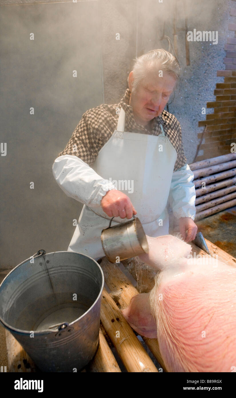 traditional pig sticking Czech Republic Stock Photo - Alamy