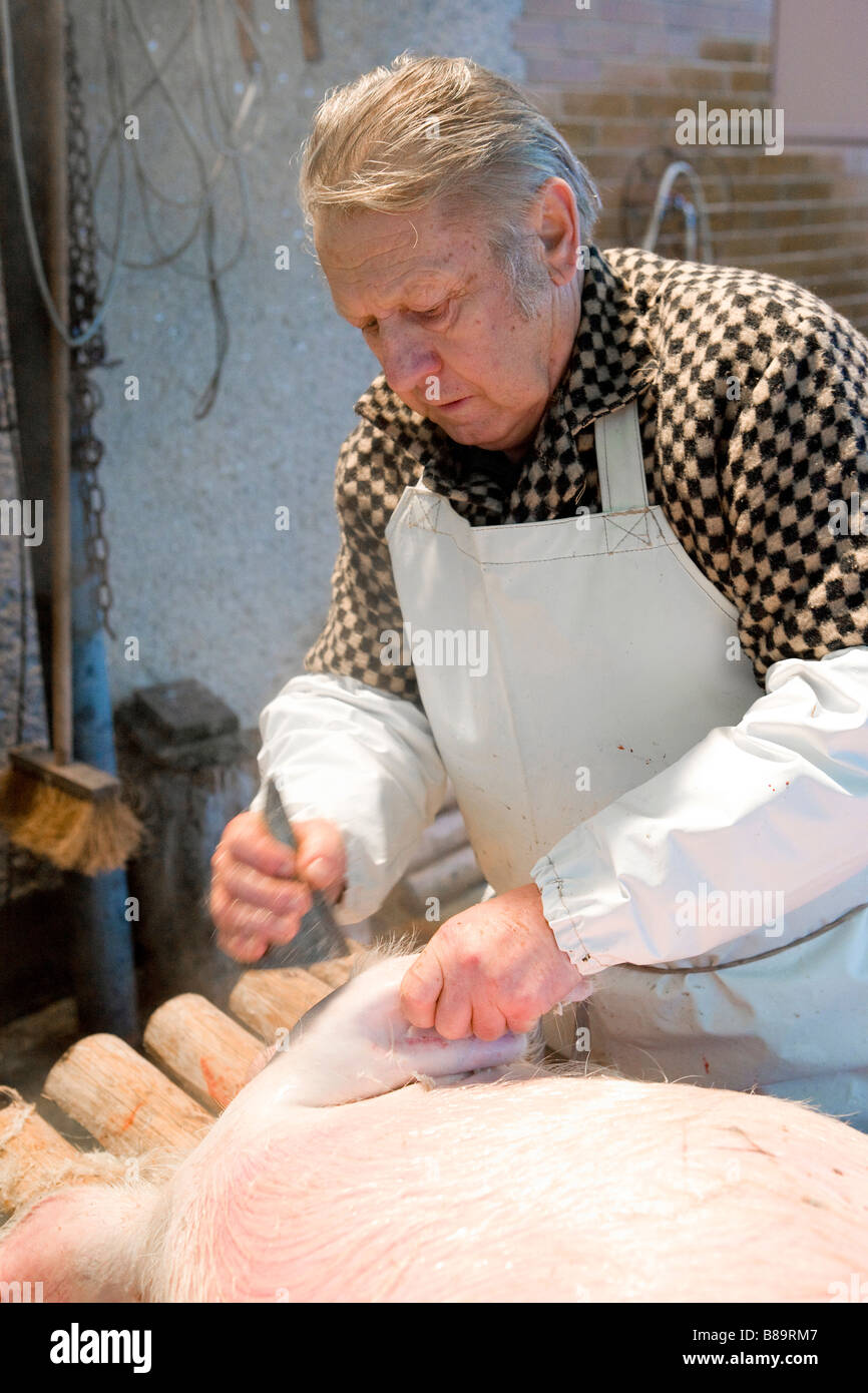 Pig sticking hi-res stock photography and images - Alamy