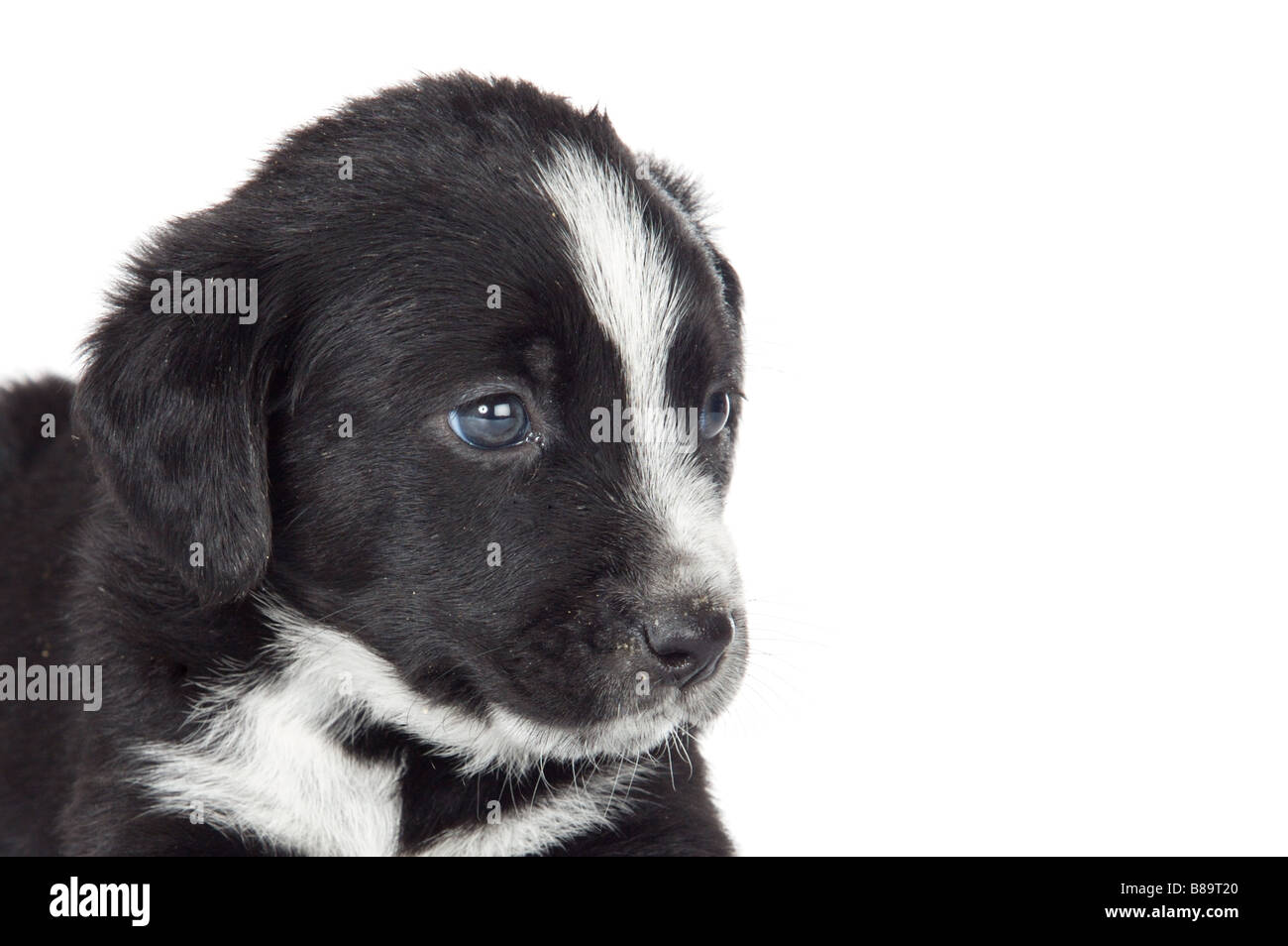 adorable small dog a over white background Stock Photo - Alamy