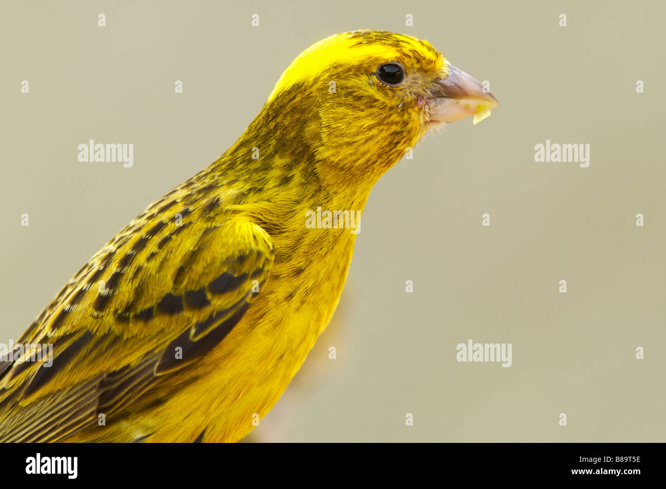 photo of a bird of colors yellow Stock Photo - Alamy